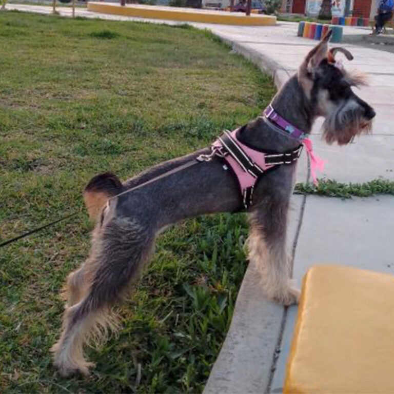 Calzón para celo color negro para perros - Cochikis Pet Shop