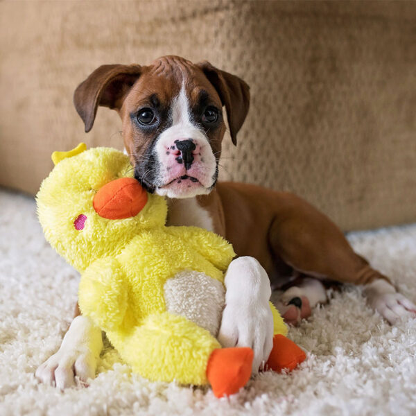 Peluche de patito para perros - ZippyPaws - Cochikis Pet Shop