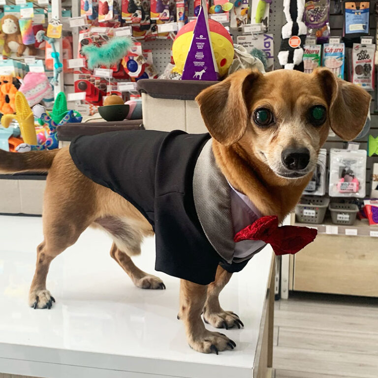 Terno Elegante para gatos y perros - Little Tails - Cochikis Pet Shop